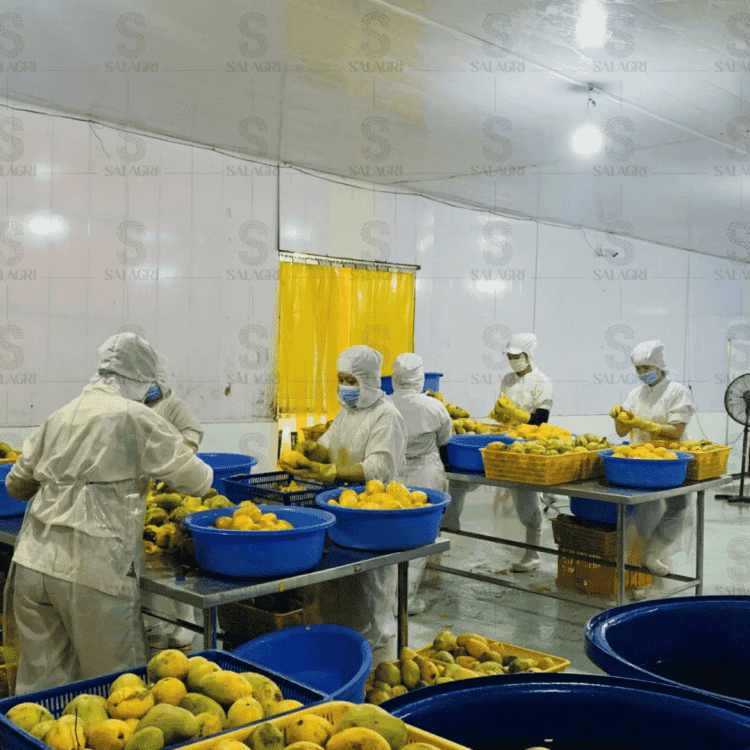 Top 6 Popular IQF Fruit Ranges in Future Market